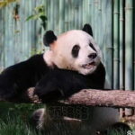 Private Tour to Mutianyu Great Wall and Panda House - The Value for Your Money