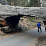 Private Tour to Sequoia and Kings Canyon National Parks - Practical Details and What You Should Know