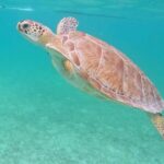 Private Tour: Turtle Swim & Underground Cenote - What the Reviews Say