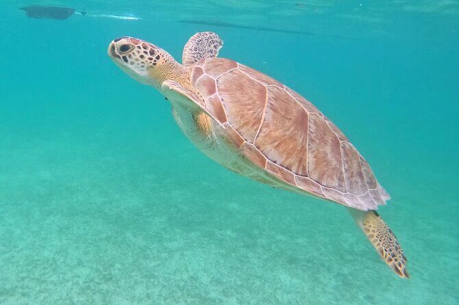 Private Tour: Turtle Swim & Underground Cenote - What the Reviews Say