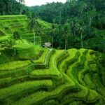 Private Tour Ubud - Best of Ubud with All Inclusive - Final Thoughts: Who Should Consider This Tour?