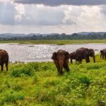 Private Tour Udawalawe National Park Full Day from Colombo - Breaking Down the Itinerary in Detail