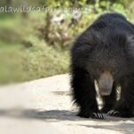 Private Tour: YALA National Park from SHANGRI-LA, Hambanthota - What to Expect from the Tour