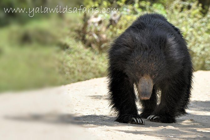 Private Tour: YALA National Park from SHANGRI-LA, Hambanthota - What to Expect from the Tour