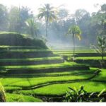 Private Tour:Kintamani Volcano Tour With Entrance Ticket & Hotel Transfer - Second Stop: Mas Carving Center—Wood Art and Souvenirs