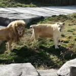 Private Transfer between Nanjing Jinniuhu Wild Animal Park and City Hotels - The Benefits of Private Transfer and Optional Guide Service