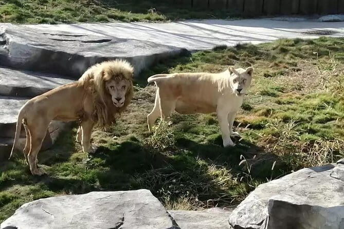 Private Transfer between Nanjing Jinniuhu Wild Animal Park and City Hotels - The Benefits of Private Transfer and Optional Guide Service