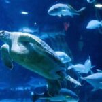 Private Transfer between Shanghai Haichang Ocean Park and City Center - Is It Worth the Price?