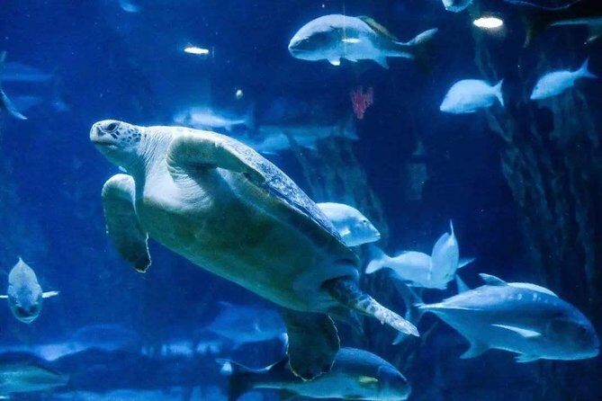 Private Transfer between Shanghai Haichang Ocean Park and City Center - Is It Worth the Price?