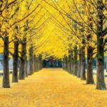 Private Trip to Nami Island and Ski Resort - What Makes This Tour Special?