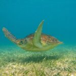Private Tulum mayan ruins & Snorkel with Turtles in Akumal Adventure - Snorkeling with Sea Turtles in Akumal