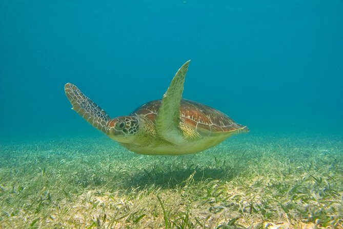 Private Tulum mayan ruins & Snorkel with Turtles in Akumal Adventure - Snorkeling with Sea Turtles in Akumal