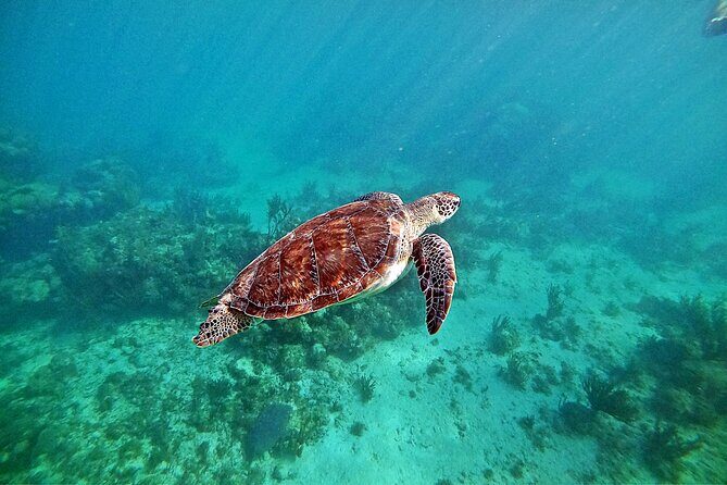 Private Tulum Ruins and Swim with Turtles - Summary: Who Should Consider This Tour?