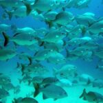 Private Tulum Ruins, Turtles in Akumal and Cenote Adventure - Authentic Perspectives from Travelers