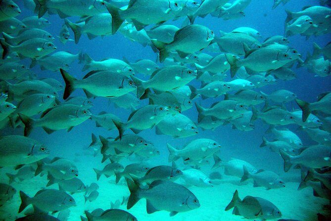 Private Tulum Ruins, Turtles in Akumal and Cenote Adventure - Authentic Perspectives from Travelers