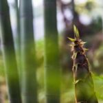 Private Two-Day Shu'nan Bamboo Forest with Farmhouse Stay - Who Should Consider This Tour?