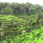 Private Ubud Tour and Volcano Kintamani Trip - Who Is This Tour Best For?