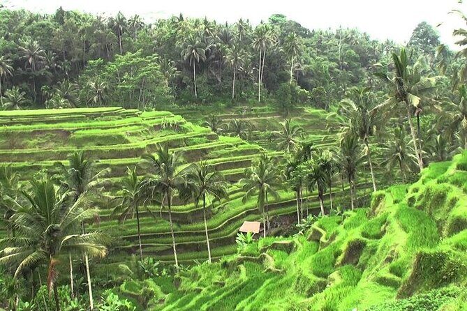 Private Ubud Tour and Volcano Kintamani Trip - Who Is This Tour Best For?