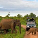 Private Udawalawa Safari Plus Elephant Transit Home Day Trip - The Itinerary Breakdown