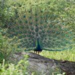 Private Udawalawe Safari Tour with Elephant Transit Home - Who Will Love This Tour?