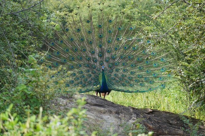 Private Udawalawe Safari Tour with Elephant Transit Home - Who Will Love This Tour?