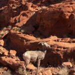 Private Valley of Fire Hiking Tour from Las Vegas - The Itinerary – A Closer Look