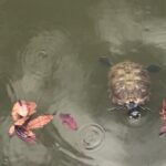 Private Walking Tour of the Shah Alam Lake Gardens with Pick Up and Lunch - Value and Price Analysis