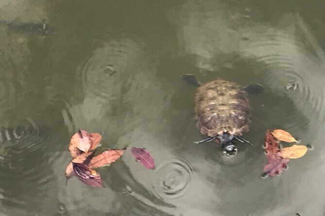 Private Walking Tour of the Shah Alam Lake Gardens with Pick Up and Lunch - Value and Price Analysis