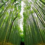 Private West Kyoto tour with a local - FAQs about the Private West Kyoto tour