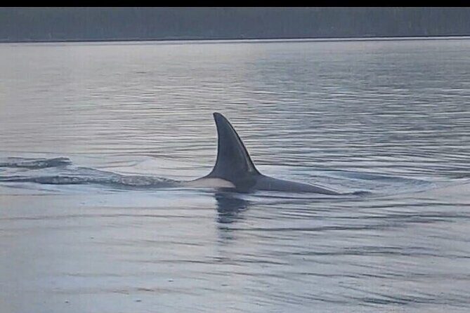 Private Whale and Wildlife Viewing - The Value of a Private Guide in Alaska