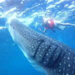 Private Whale Shark Ecofriendly Tour from Riviera Maya - The Role of Guides and Safety Measures