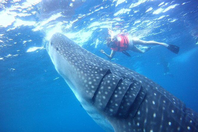 Private Whale Shark Ecofriendly Tour from Riviera Maya - The Role of Guides and Safety Measures