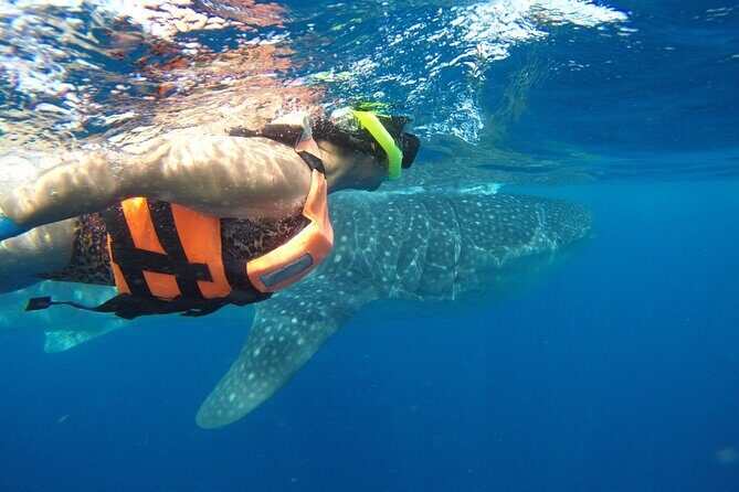 Private Whale Shark Tour from Playa del Carmen - Why This Tour Is Worth It