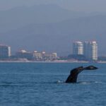 Private Whale watching Puerto Vallarta - Final Thoughts: Is It Worth It?