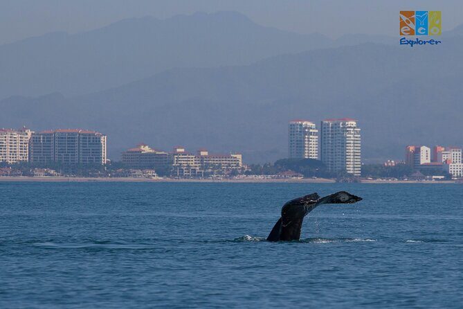 Private Whale watching Puerto Vallarta - Final Thoughts: Is It Worth It?