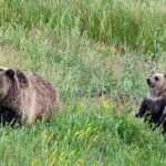 Private Wildlife Safari from West Yellowstone with Lunch - What Travelers Can Expect from the Itinerary