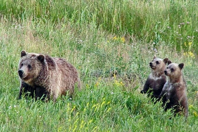 Private Wildlife Safari from West Yellowstone with Lunch - What Travelers Can Expect from the Itinerary