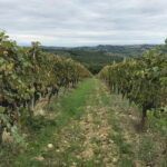 Private wine tour in Chianti Classico with sommelier (2 wineries) - The Charm of Panzano in Chianti