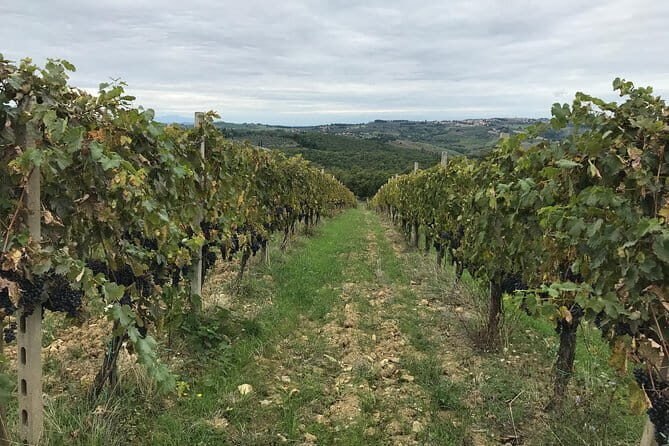 Private wine tour in Chianti Classico with sommelier (2 wineries) - The Charm of Panzano in Chianti