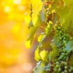 Private Wine Tour in Niagara-on-the-Lake w/ cheese & charcuterie - The Practicalities of the Tour