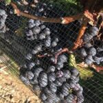 Private wine Tours- Toronto To Niagara-on-Lake - Final Thoughts