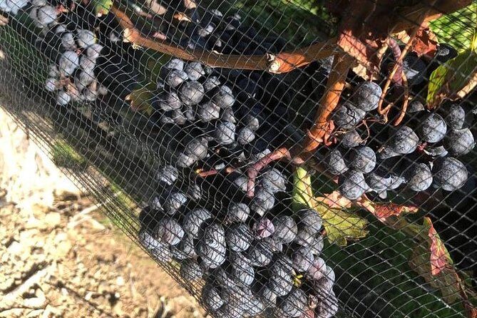 Private wine Tours- Toronto To Niagara-on-Lake - Final Thoughts