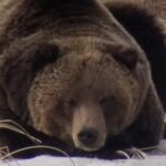 Private Wolf and Bear Watching in Yellowstone - Why This Tour Is Worth the Price