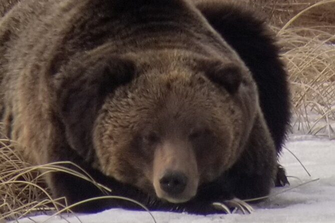 Private Wolf and Bear Watching in Yellowstone - Why This Tour Is Worth the Price