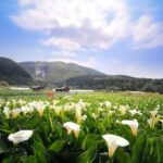 Private Yangmingshan & Beitou Tour from Taipei with Pickup - Who Will Love This Tour?