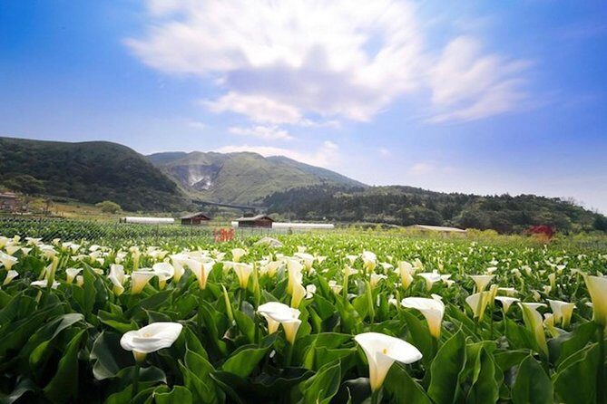 Private Yangmingshan & Beitou Tour from Taipei with Pickup - Who Will Love This Tour?