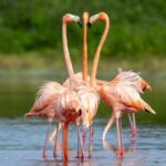 Progreso, Flamingos, Cenote, and Salt Ponds adventure from Merida - The Authentic Experience and What Travelers Are Saying
