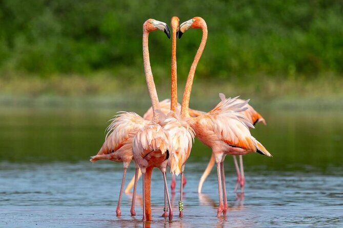 Progreso, Flamingos, Cenote, and Salt Ponds adventure from Merida - The Authentic Experience and What Travelers Are Saying