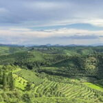 Puer Tea Picking and Tasting | 3-4 Hour Morning Trip - An In-Depth Look at the Puer Tea Picking and Tasting Tour