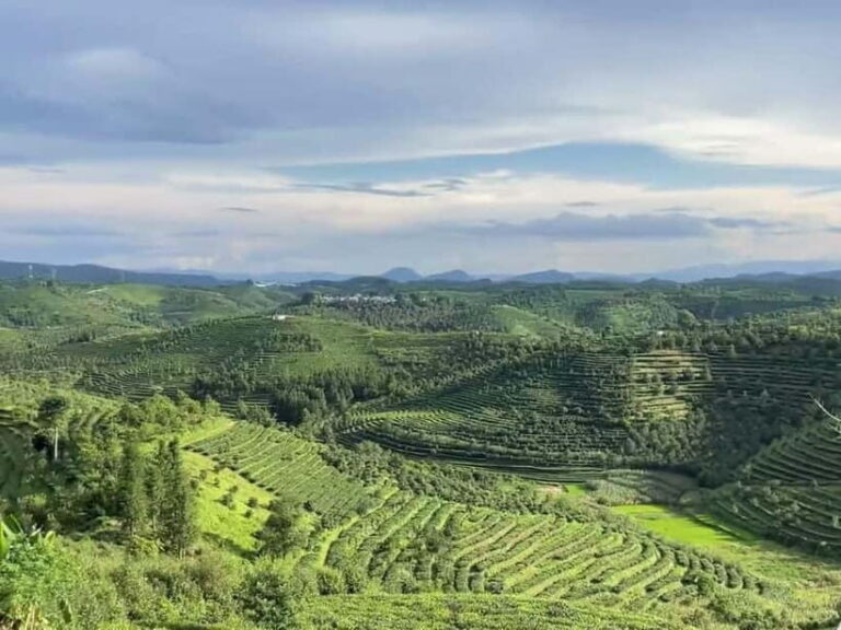 Puer Tea Picking and Tasting | 3-4 Hour Morning Trip - An In-Depth Look at the Puer Tea Picking and Tasting Tour